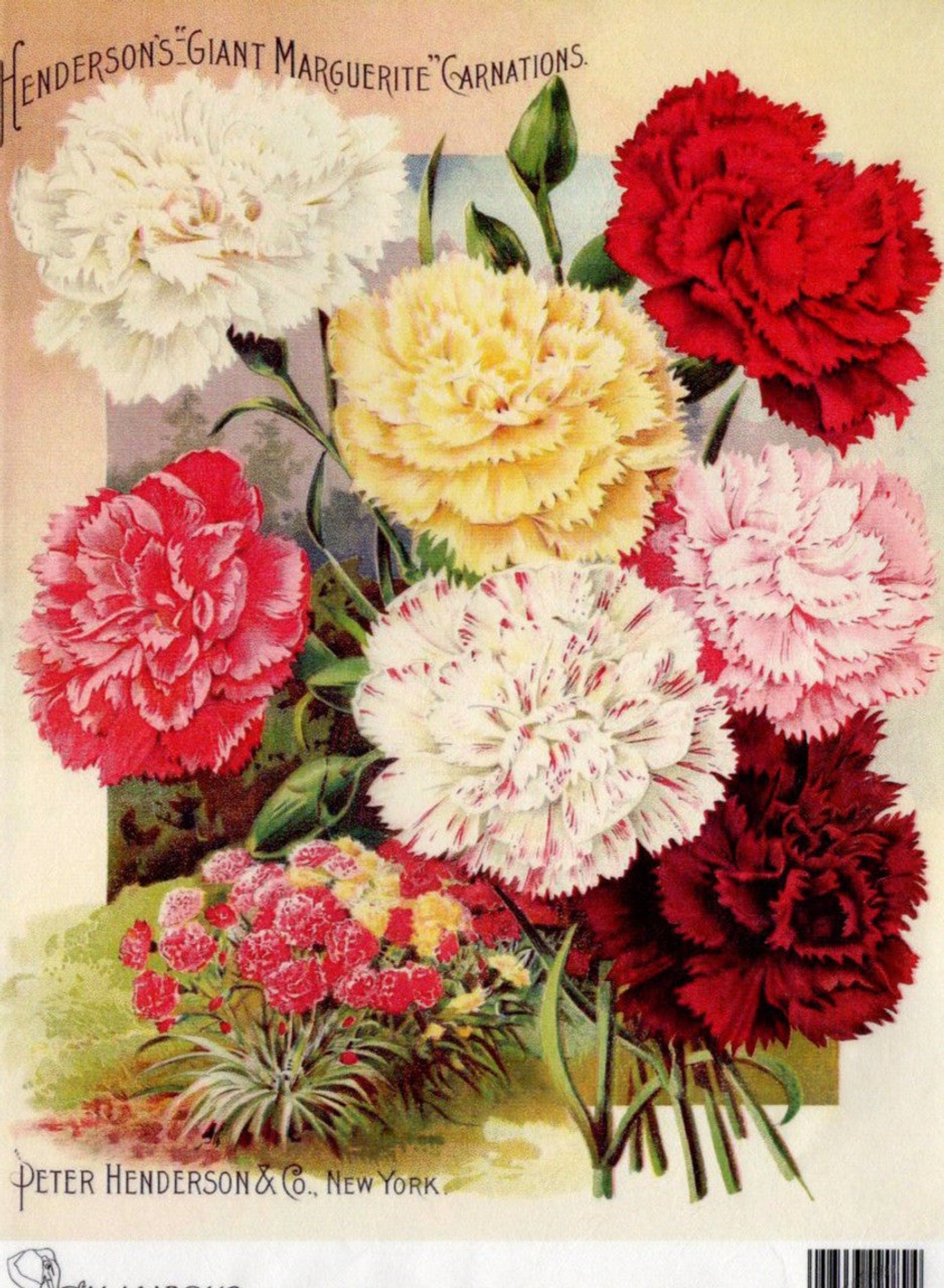 Henderson's Giant Marguerite Carnations Rice Paper by Calambour Italy ...