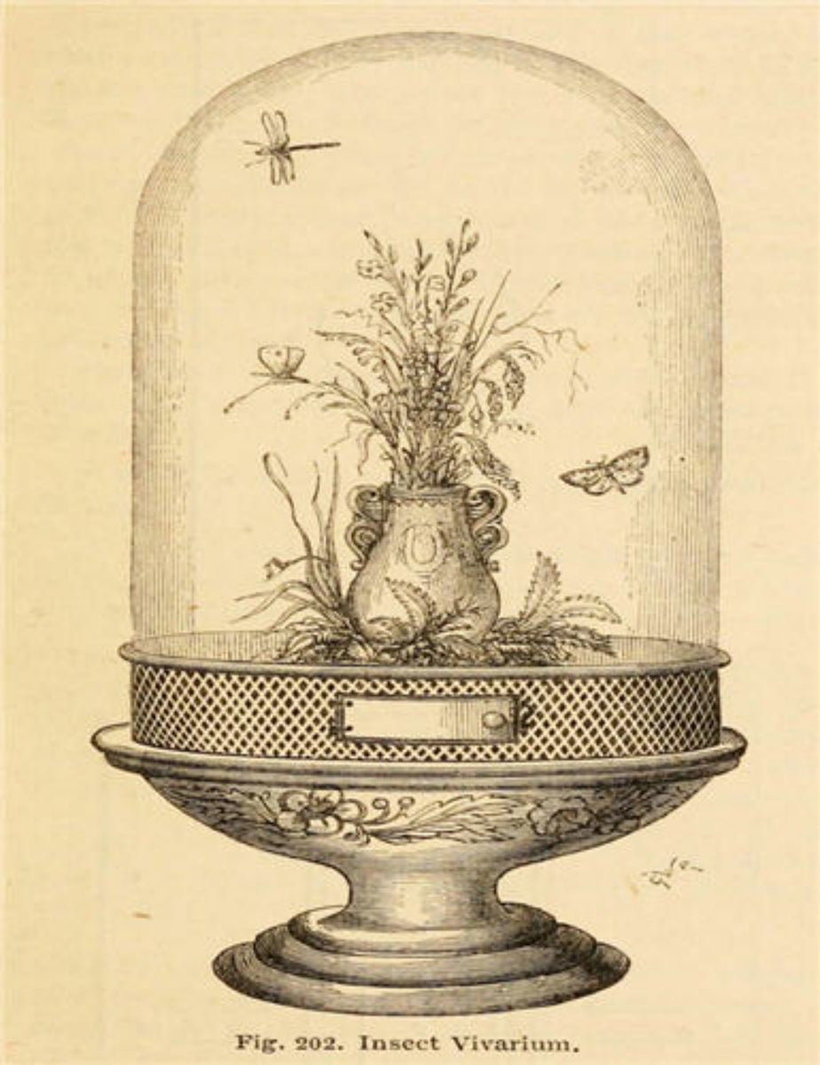Insect Vivarium by Monahan Papers, X175 – My Victorian Heart